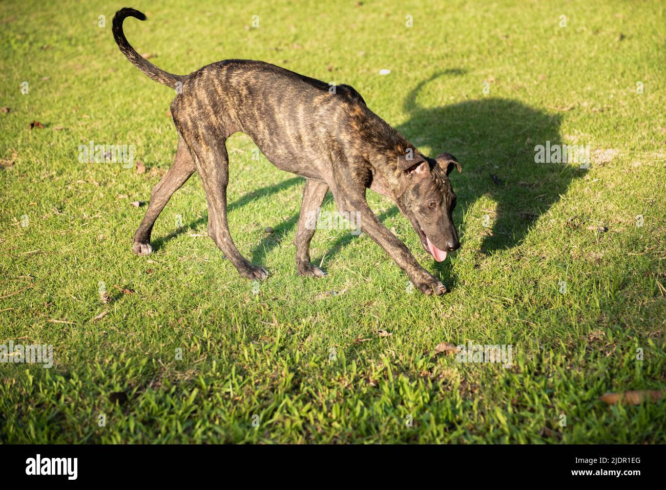 Chien phu quoc Banque de photographies et d’images à haute résolution ...