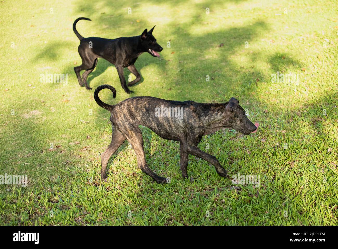 Chien phu quoc Banque de photographies et d’images à haute résolution ...