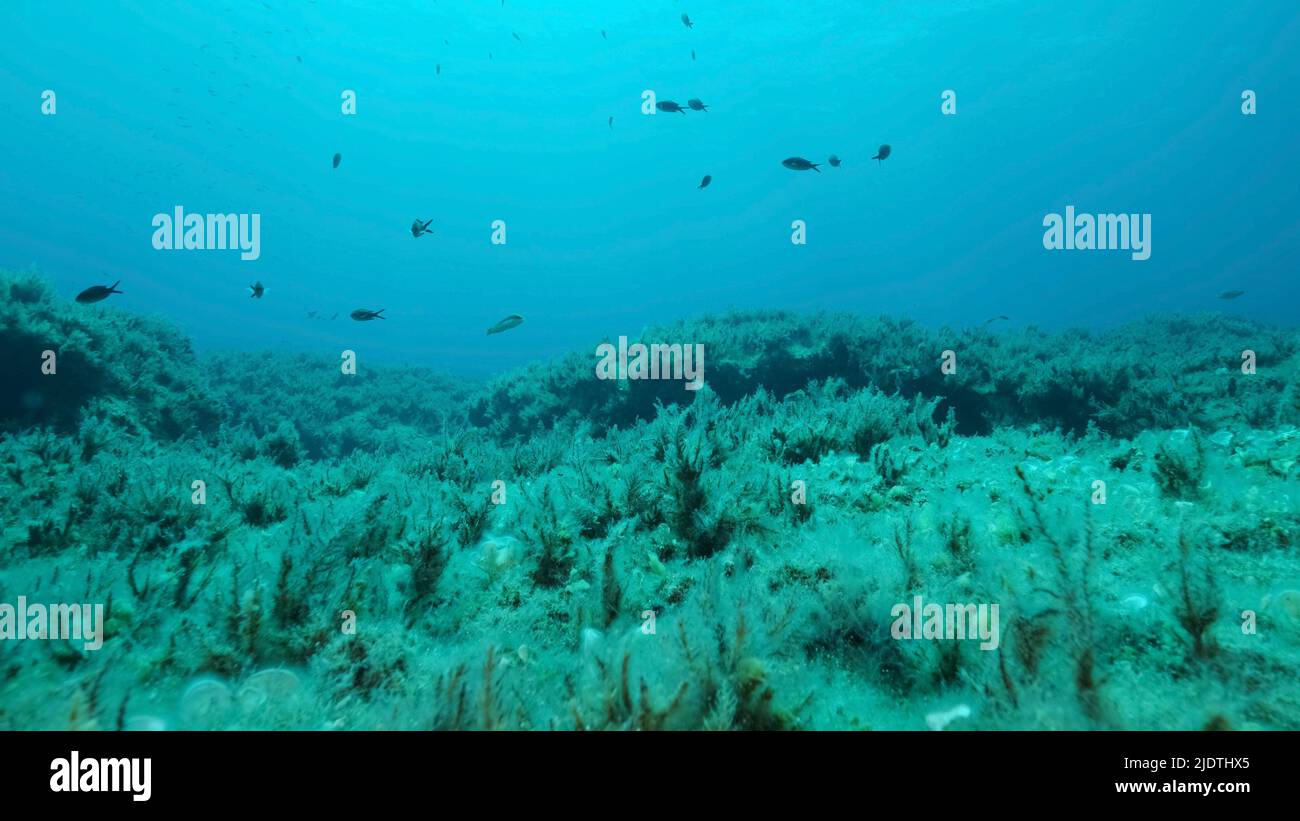 Plantes aquatiques de la mer méditerranée Banque de photographies et d ...