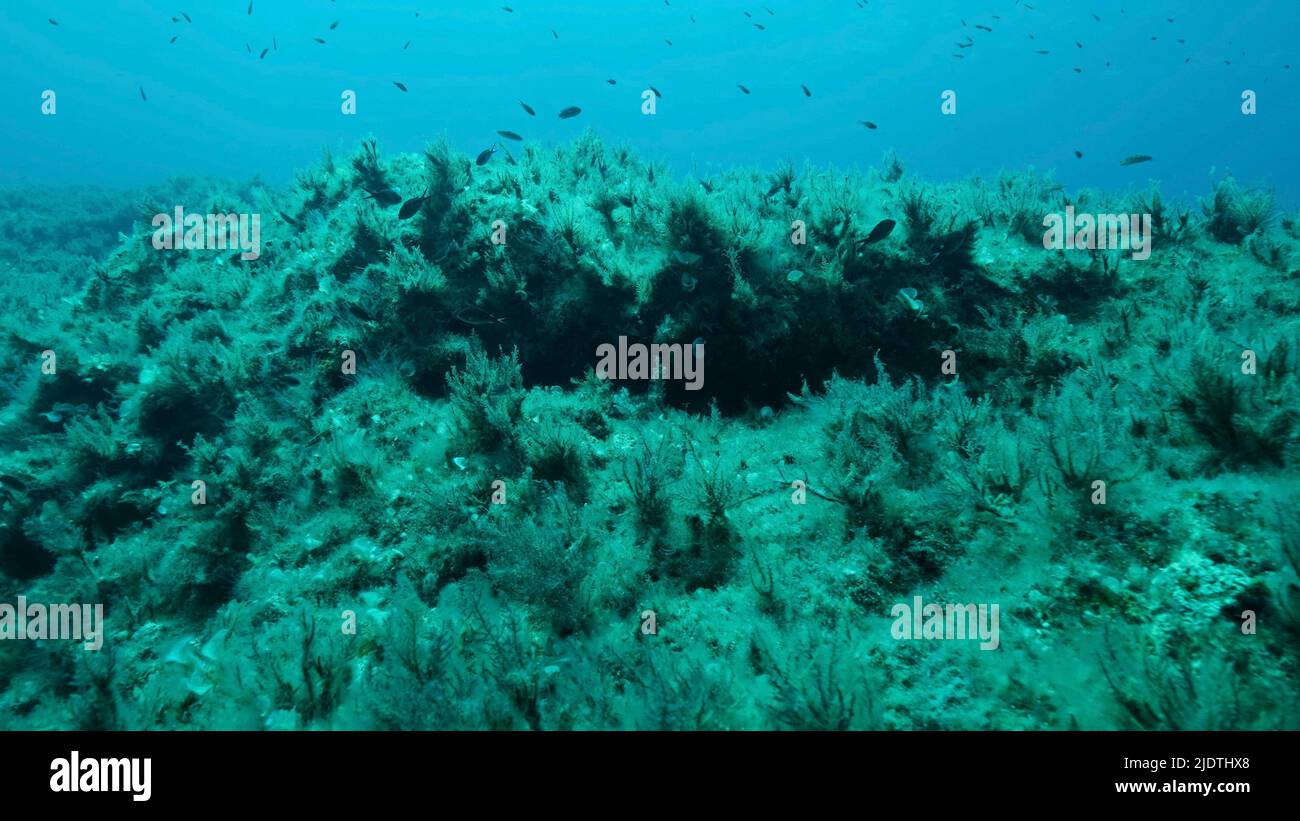 Plantes aquatiques de la mer méditerranée Banque de photographies et d ...