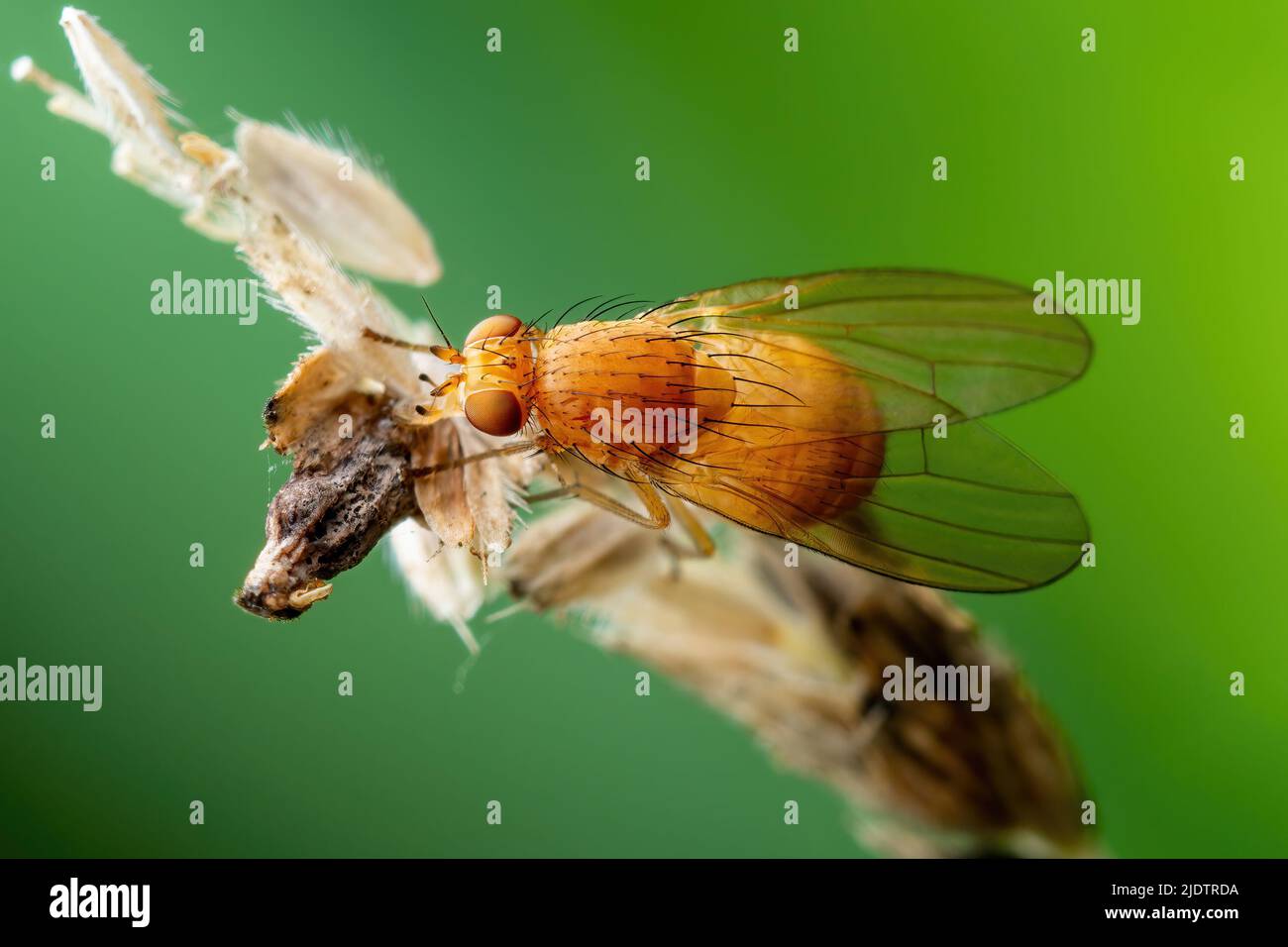 Drosophila suzukii Banque de photographies et d’images à haute ...