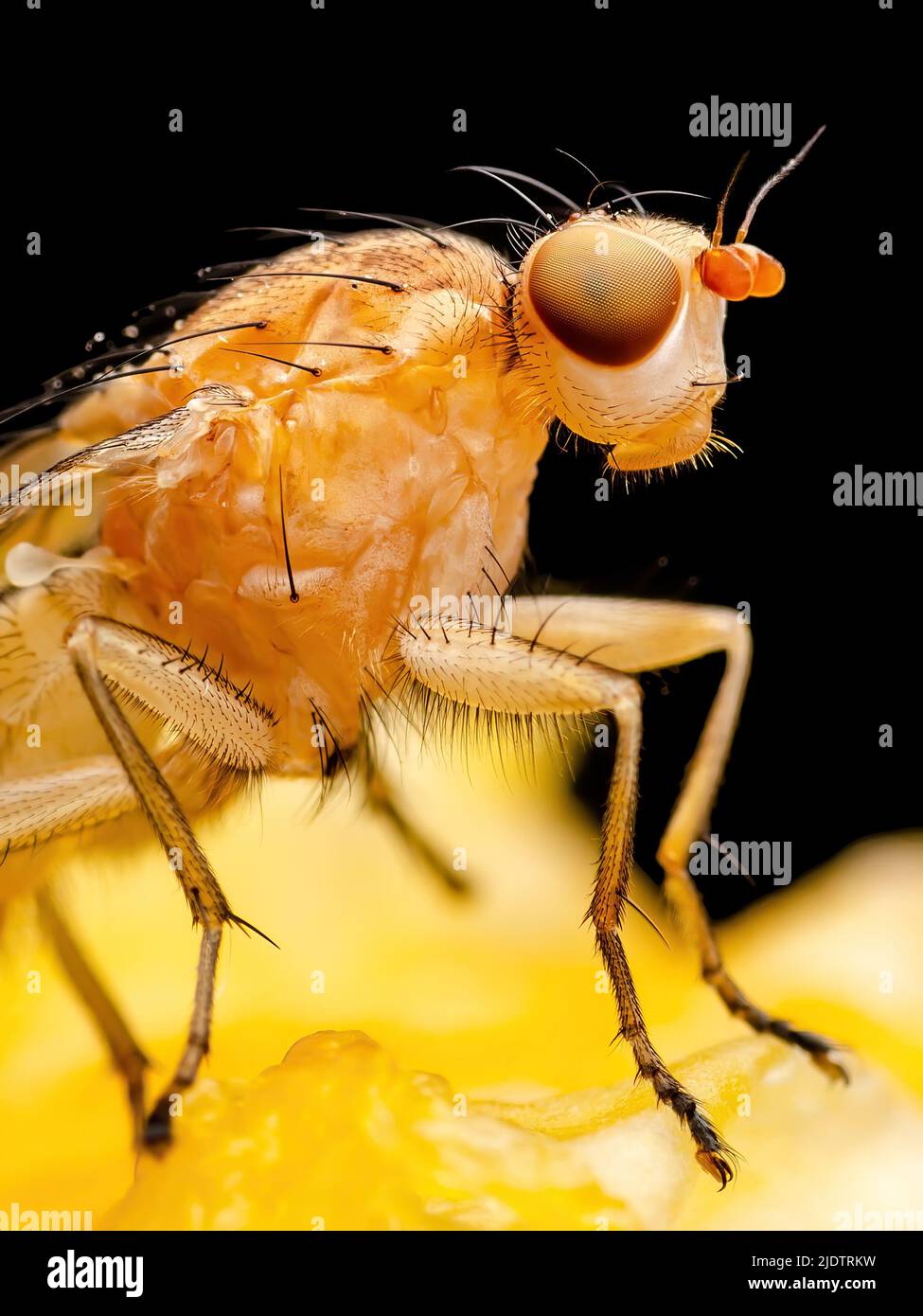 Fruit fly drosophila melanogaster wing Banque de photographies et d ...
