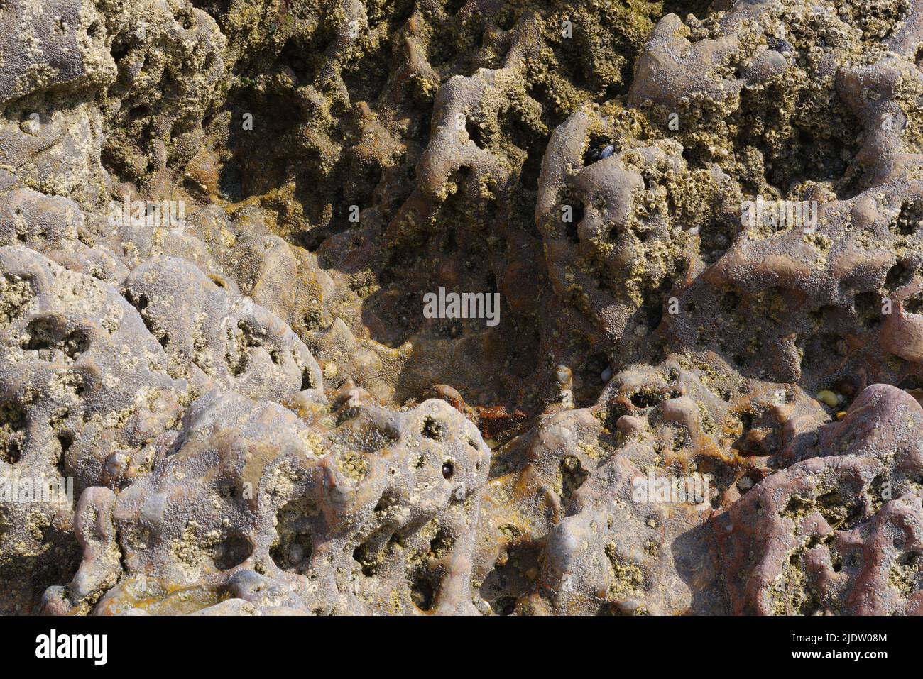 Porous coast rocks Banque de photographies et d’images à haute ...