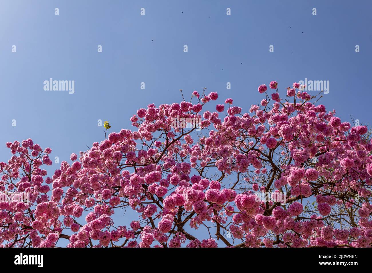 Arbre violet bleu rose Banque de photographies et d’images à haute ...