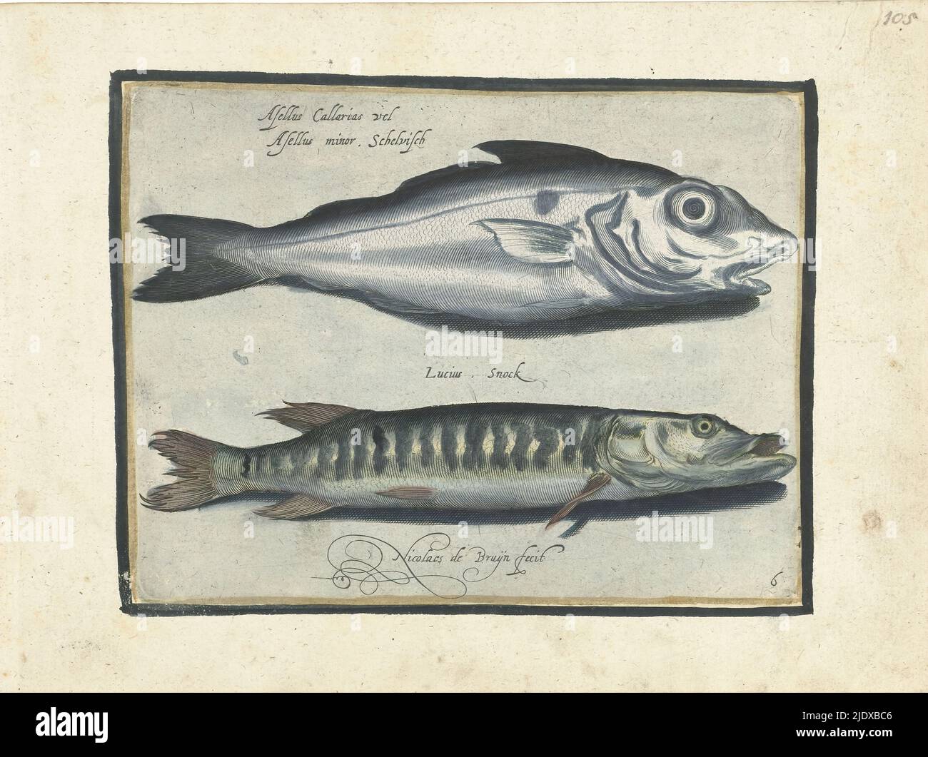 Aiglefin et brochet, Libelivs varia genus complectens piscium (titre de ...