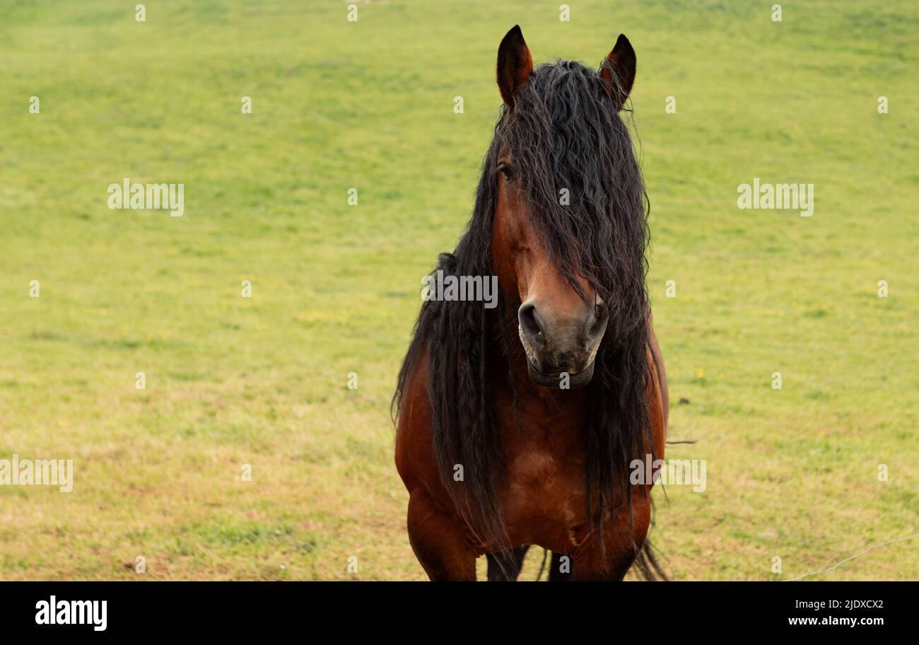 Cheval brun debout Banque de photographies et d’images à haute ...