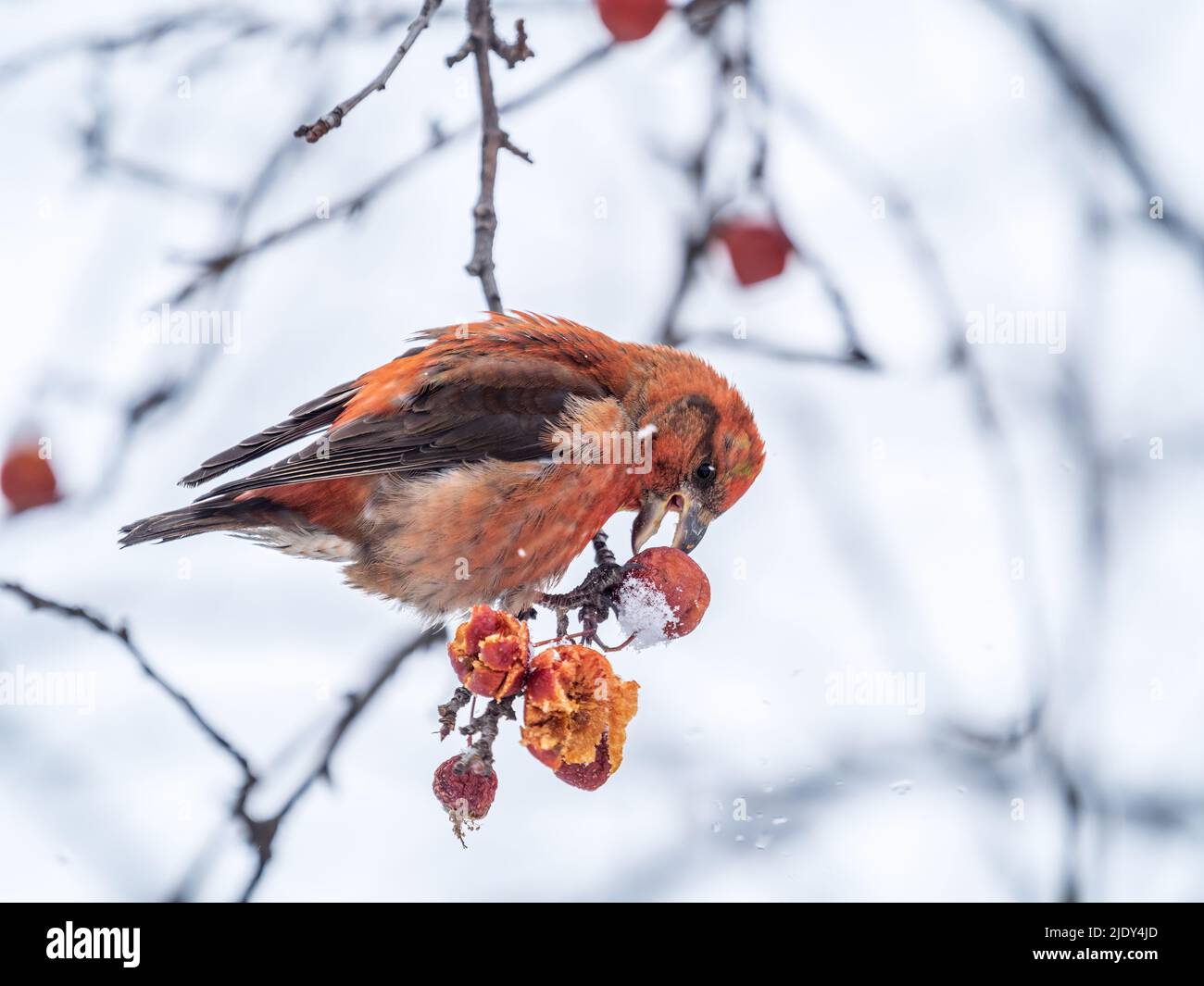 Le mâle de Red Crossbill assis sur la branche de l'arbre et mange des ...