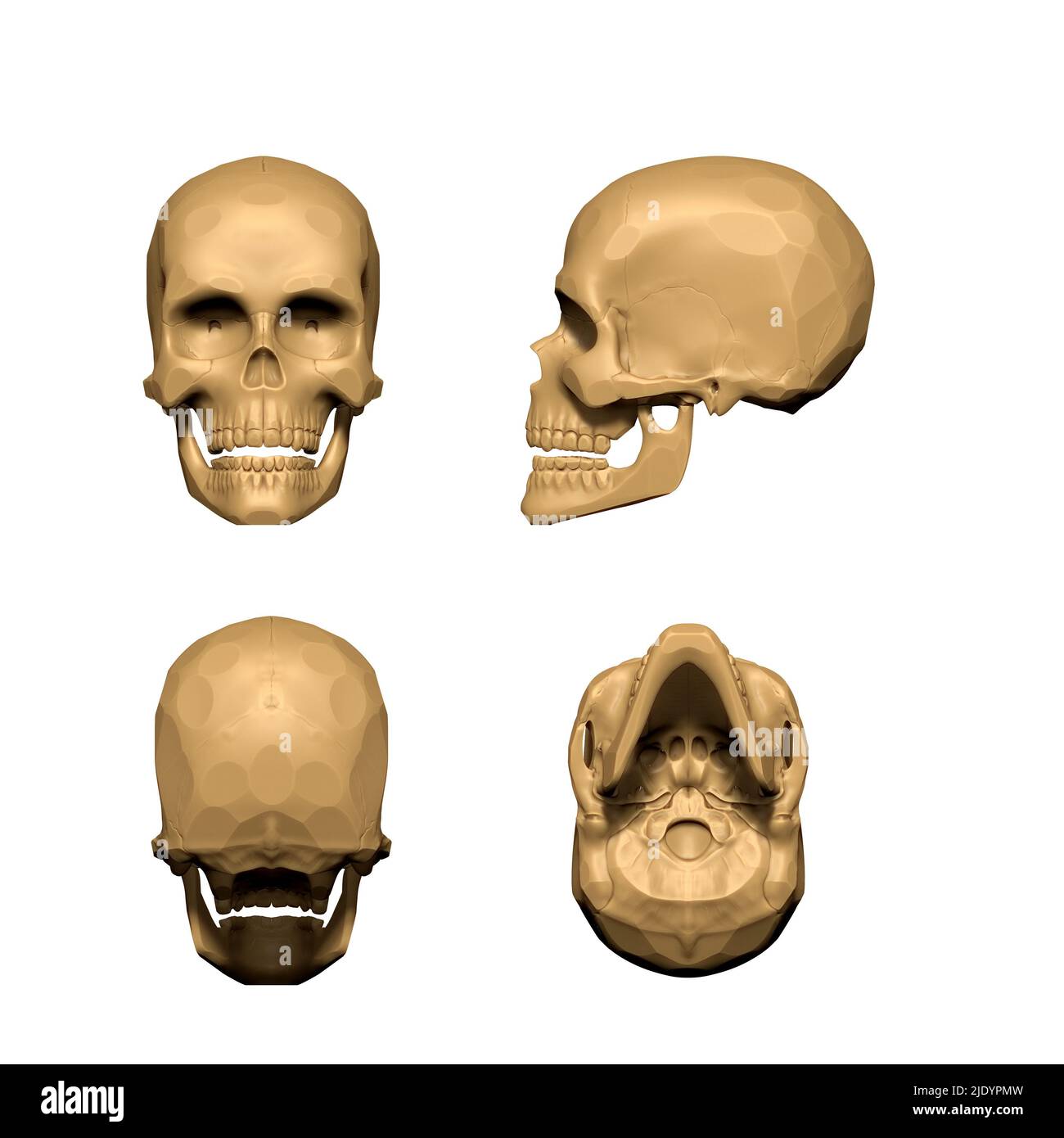 Cranium human Banque de photographies et d’images à haute résolution ...