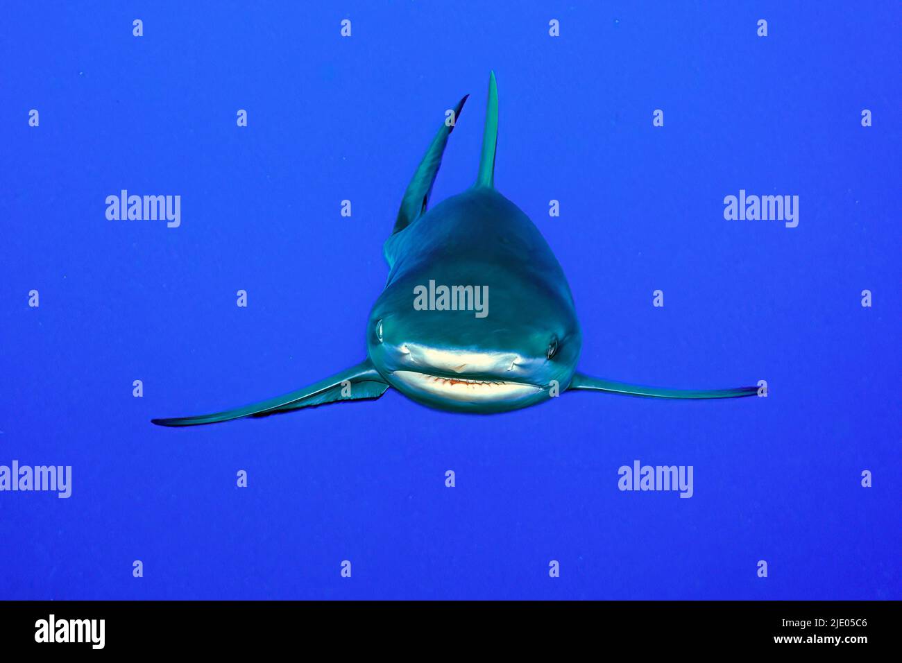 Gros plan du requin gris de récif (Carcharhinus amblyrhynchos) nageant ...