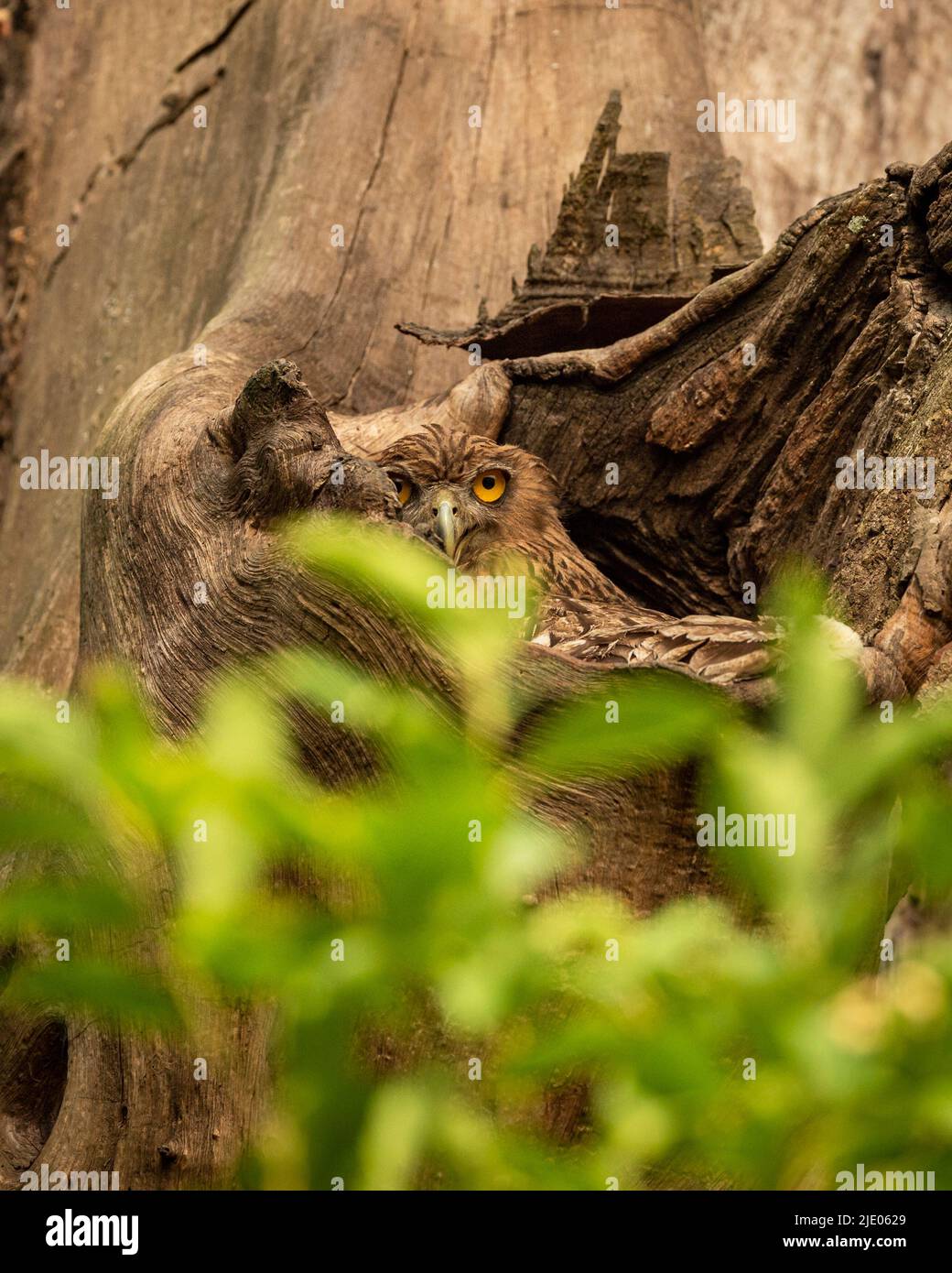 Hibou de poisson brun ou Bubo zeylonensis ou Ketupa zeylonensis dans un ...