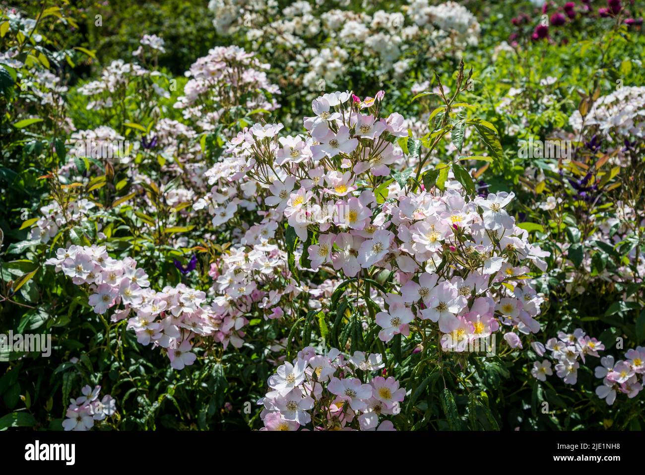 Rose lyda rose letlyda Banque de photographies et d’images à haute ...