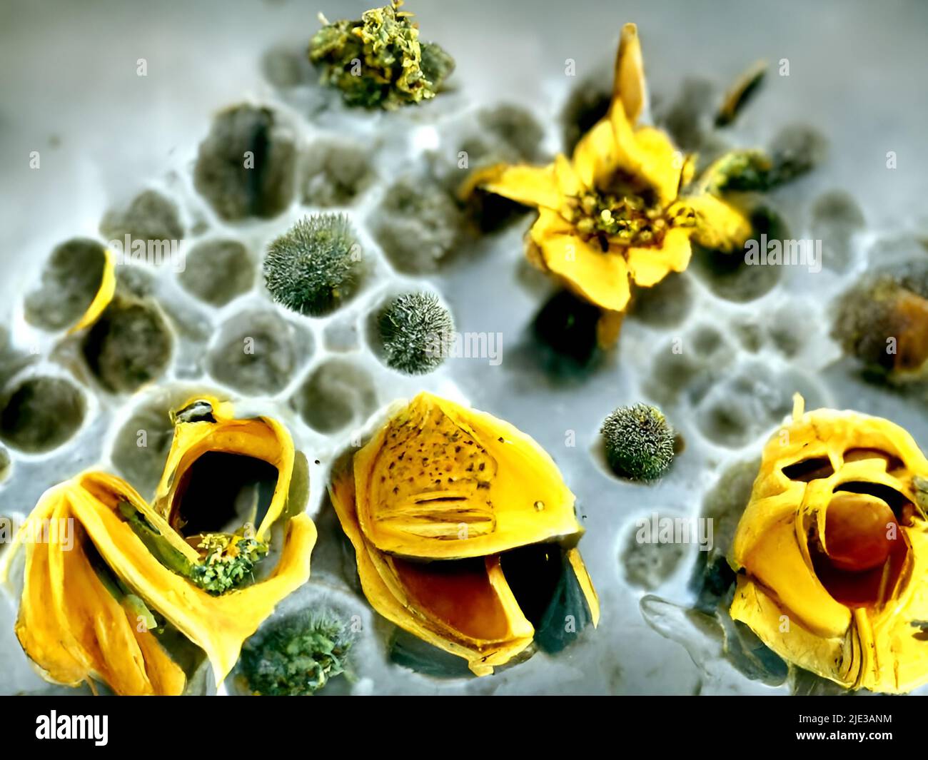 Pollen microscope Banque de photographies et d’images à haute ...