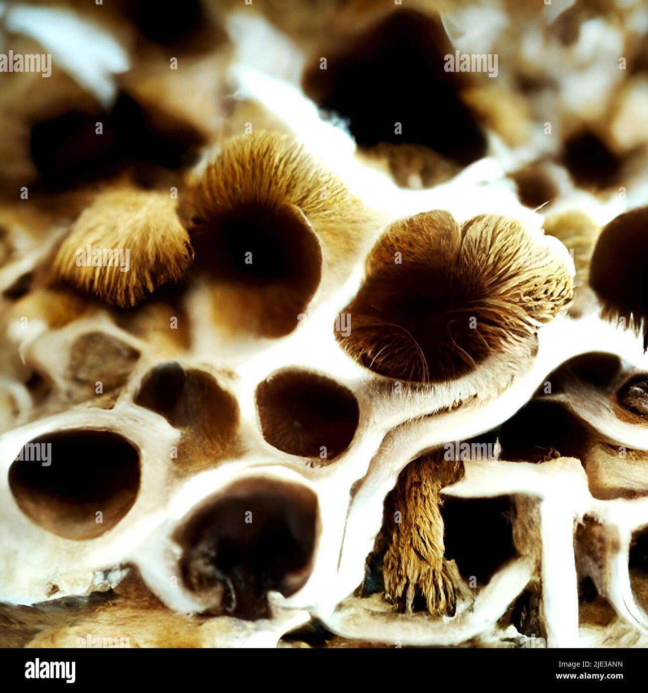 Champignons microscopiques Banque de photographies et d’images à haute ...