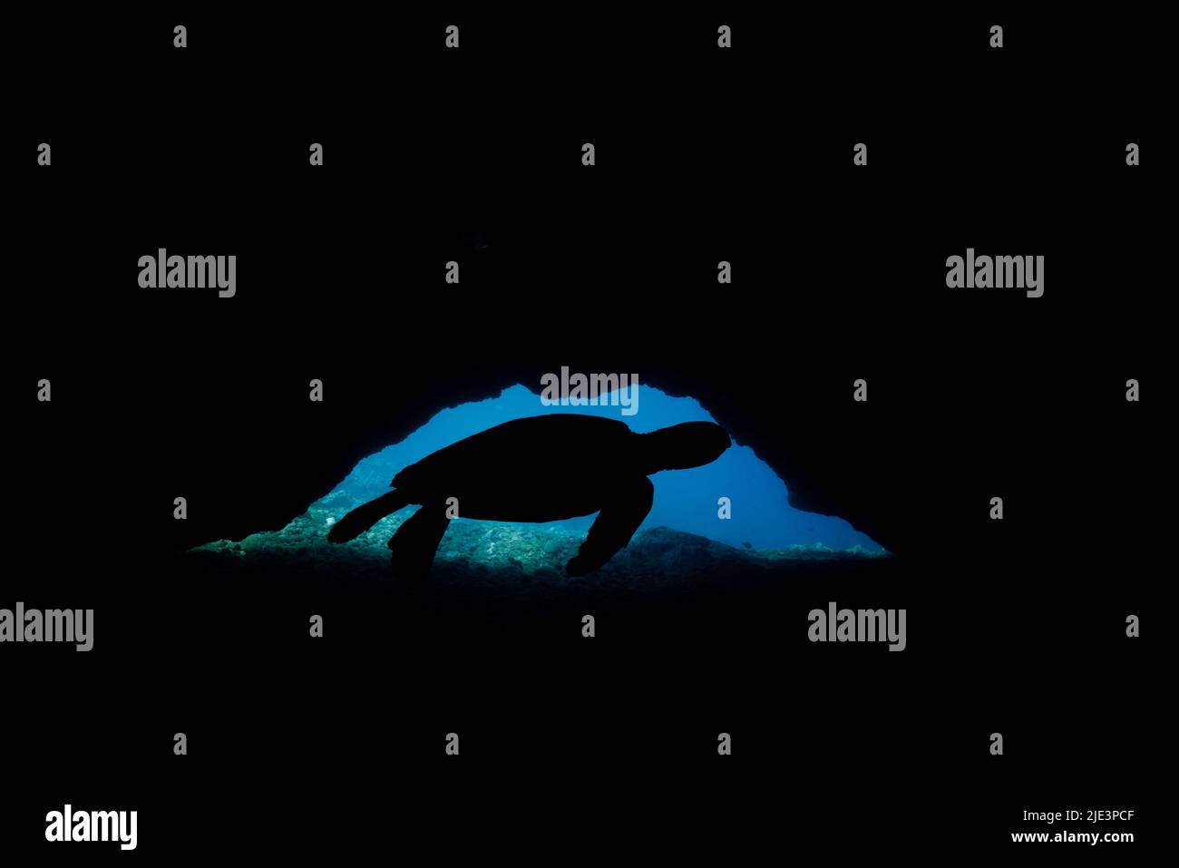 La silhouette d'une tortue de mer verte, Chelonia mydas, une espèce en ...