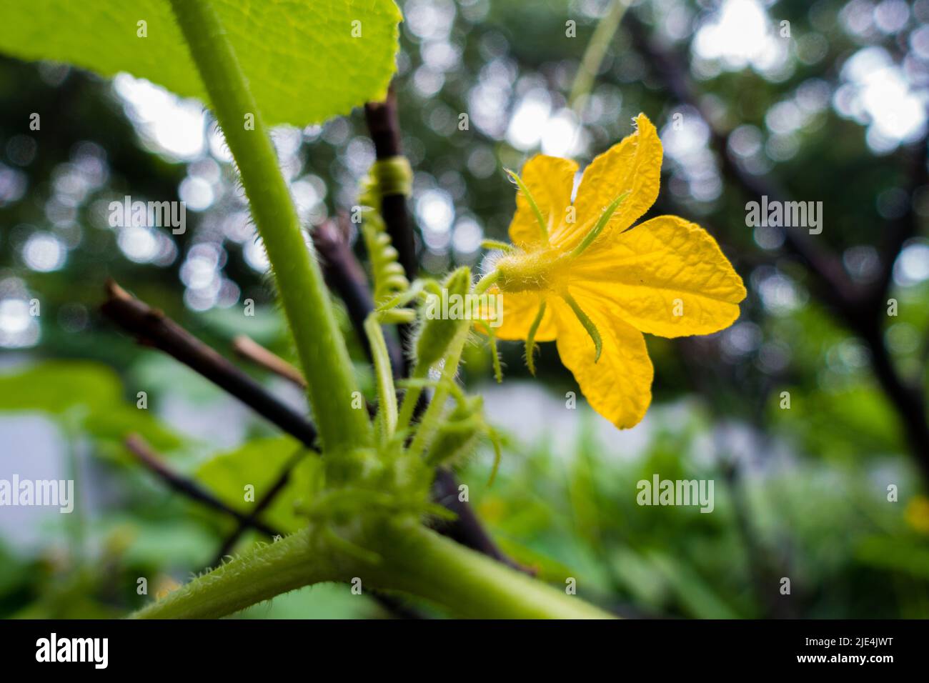 Vine leaves illustration Banque de photographies et d’images à haute ...