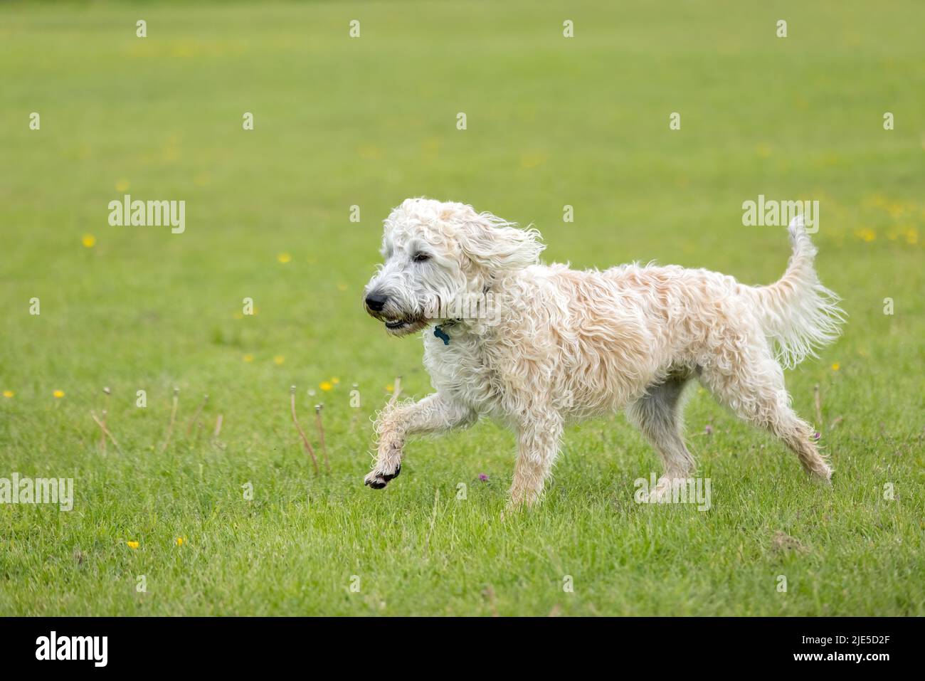 Chien labradoodle blanc Banque de photographies et d’images à haute résolution - Alamy