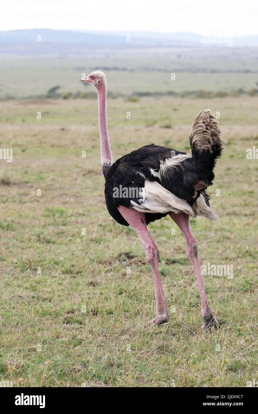 Masai (course d'Autruche Struthio camelus) mâle. Animal sauvage Photo ...