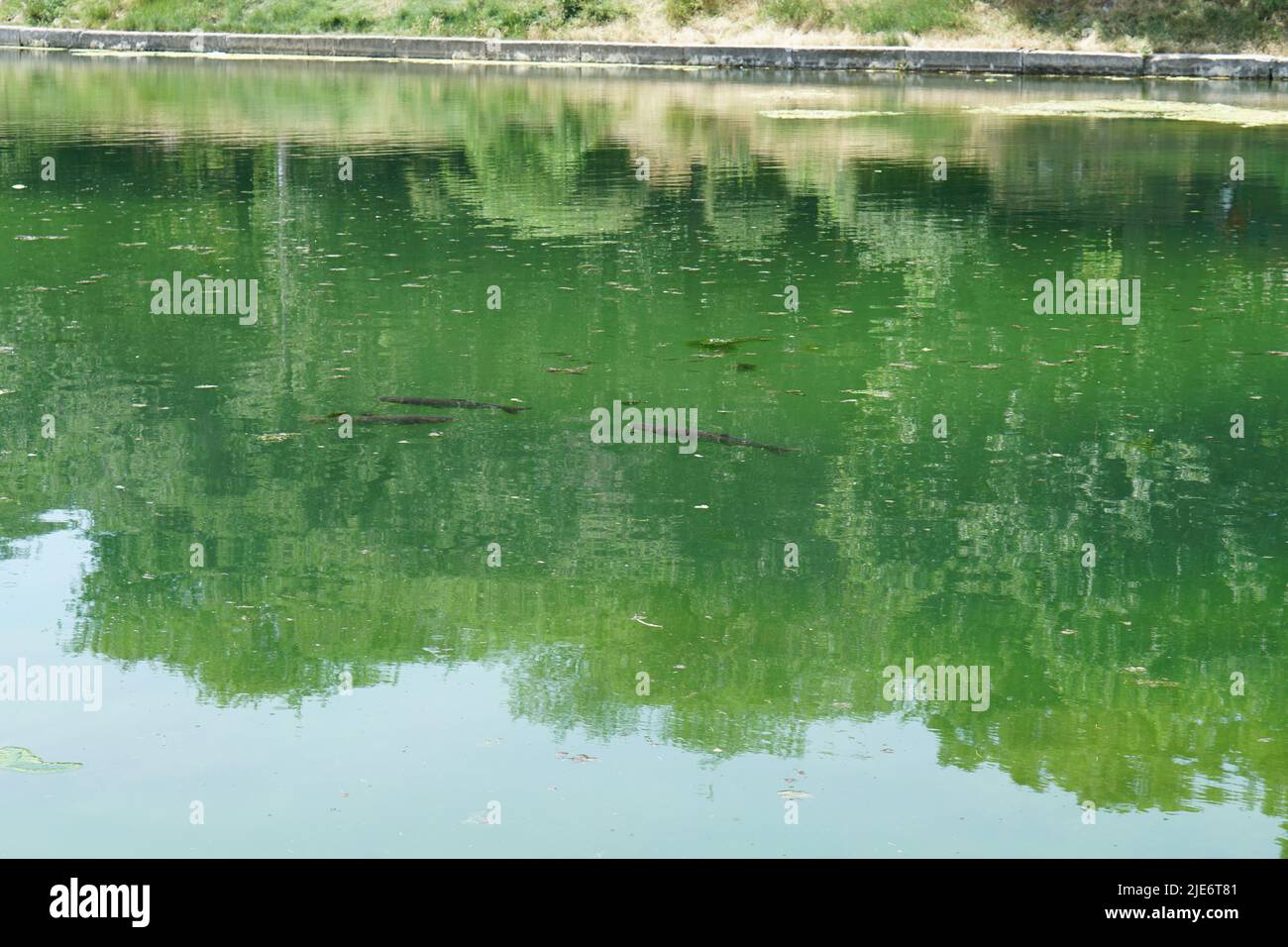 Poissons d'étang Banque de photographies et d’images à haute résolution ...