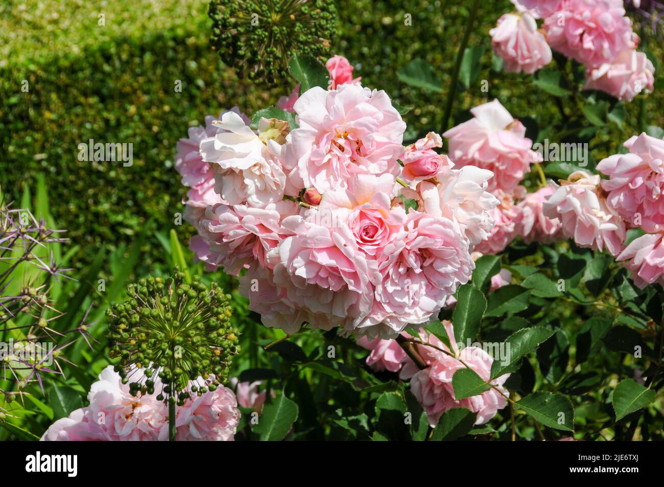 épine de roses Banque de photographies et d’images à haute résolution ...