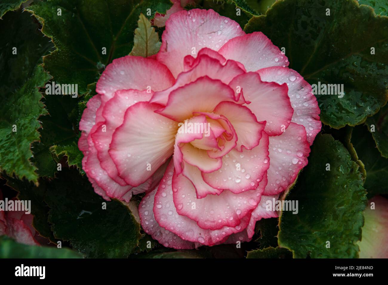 Elatior begonias fleurs roses. Plante à fleurs de begonia hybride ...