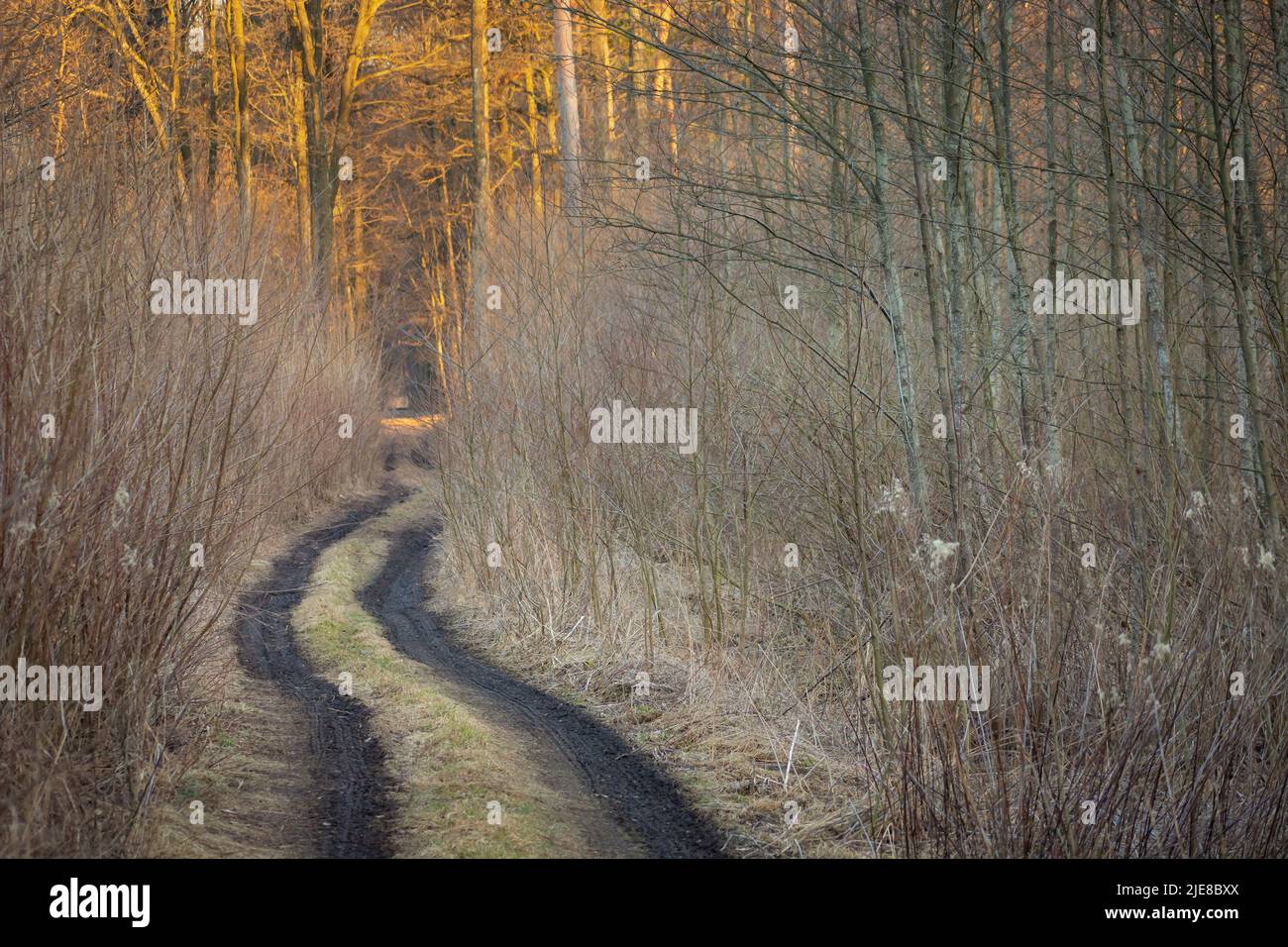 Chemin de terre dans la brousse Banque de photographies et d’images à ...