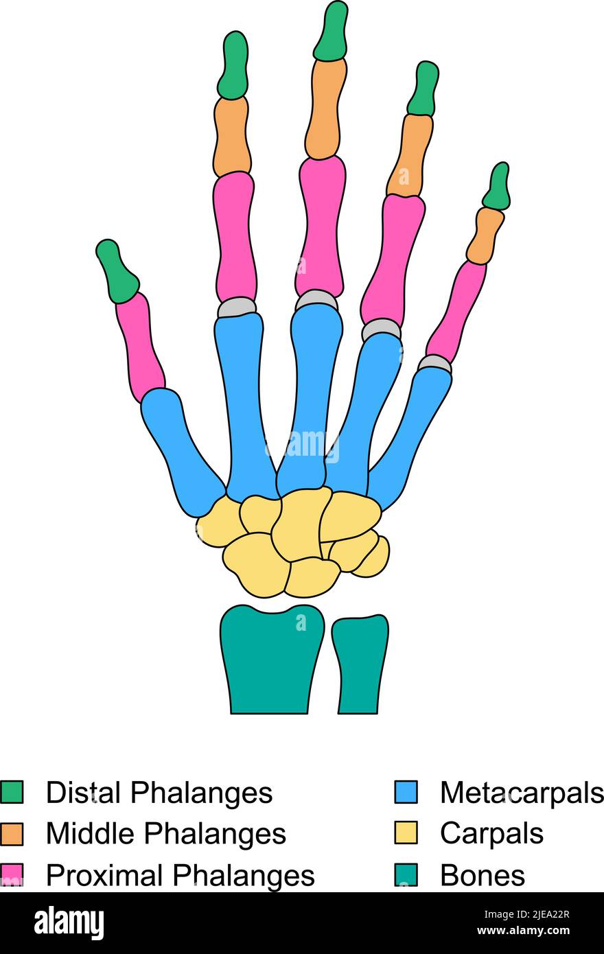 Anatomie des os de la main avec descriptions. Structure des pièces à ...