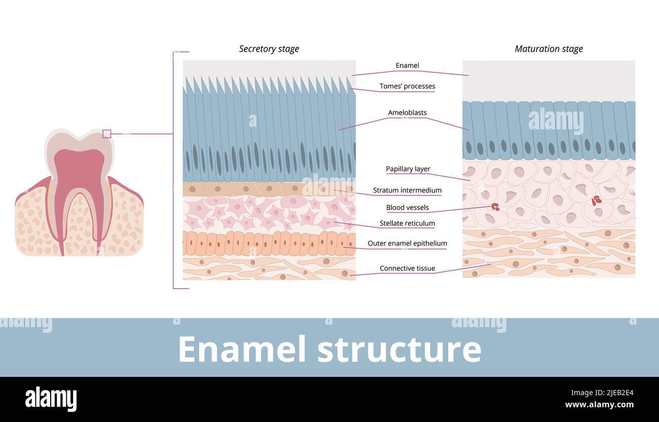 Papillary layer Banque de photographies et d’images à haute résolution ...