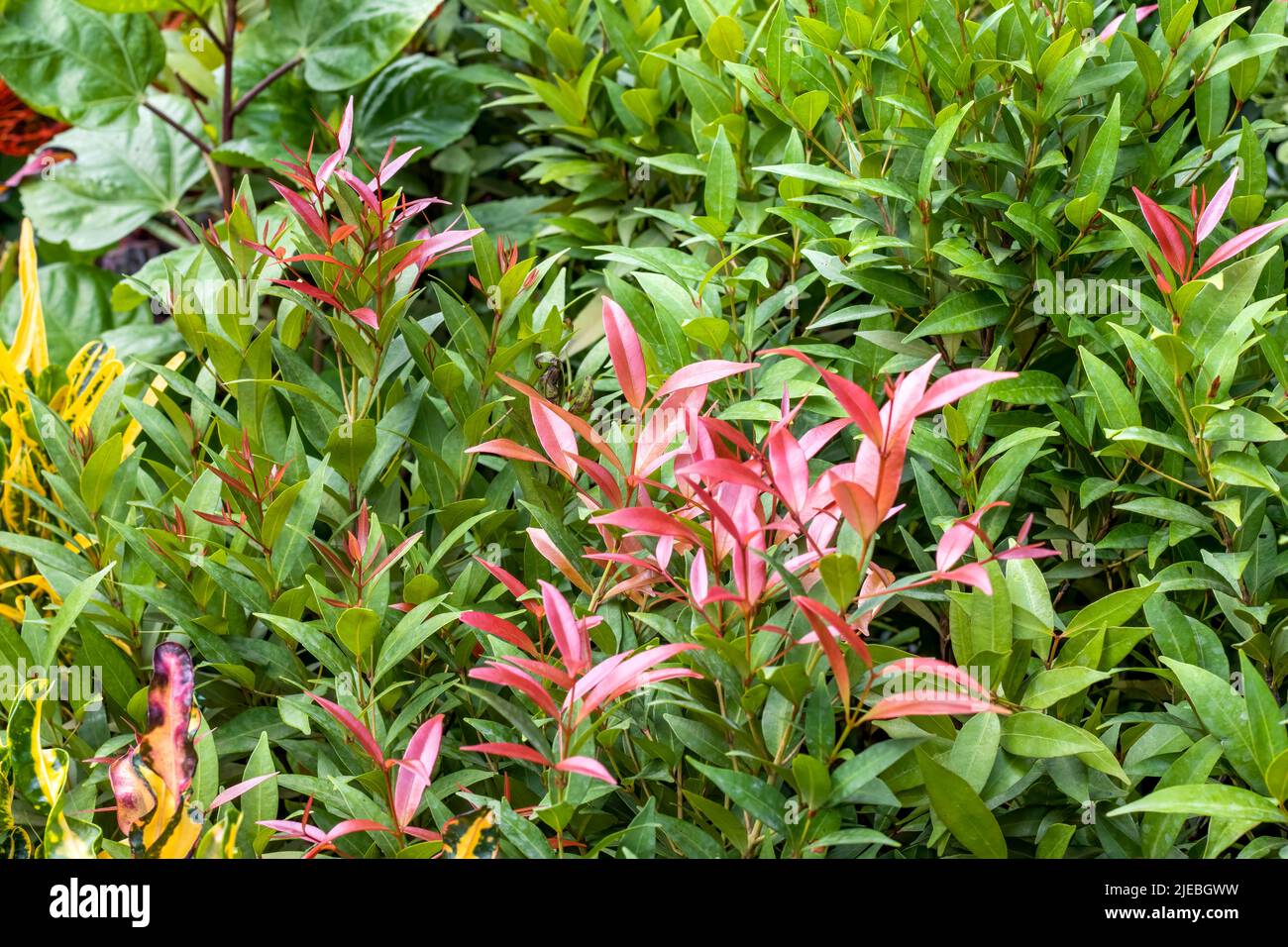Plantes ornementales décoratives et feuilles à l'intérieur d'un jardin ...