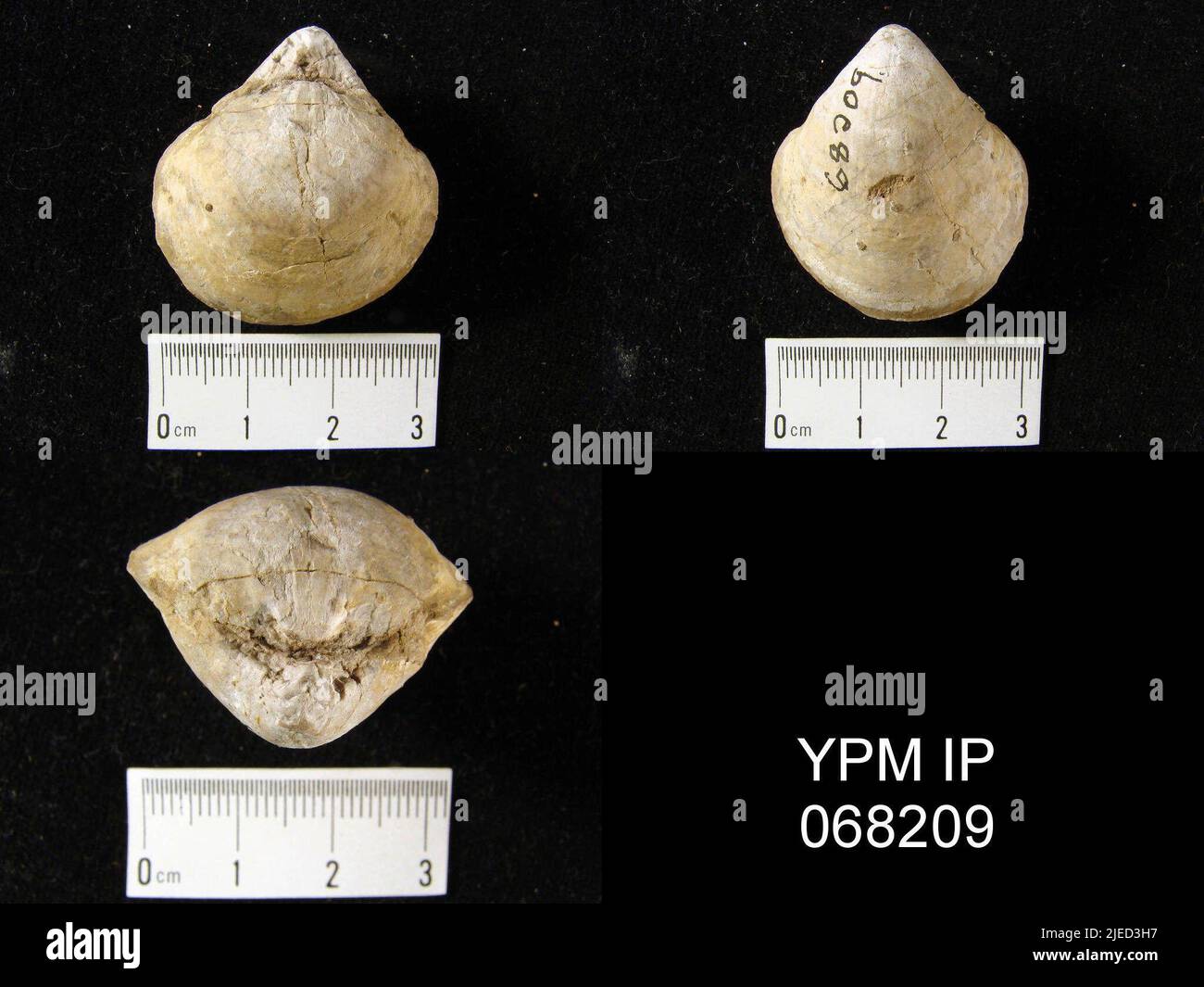 Stringocephalus burtini Banque de photographies et d’images à haute ...