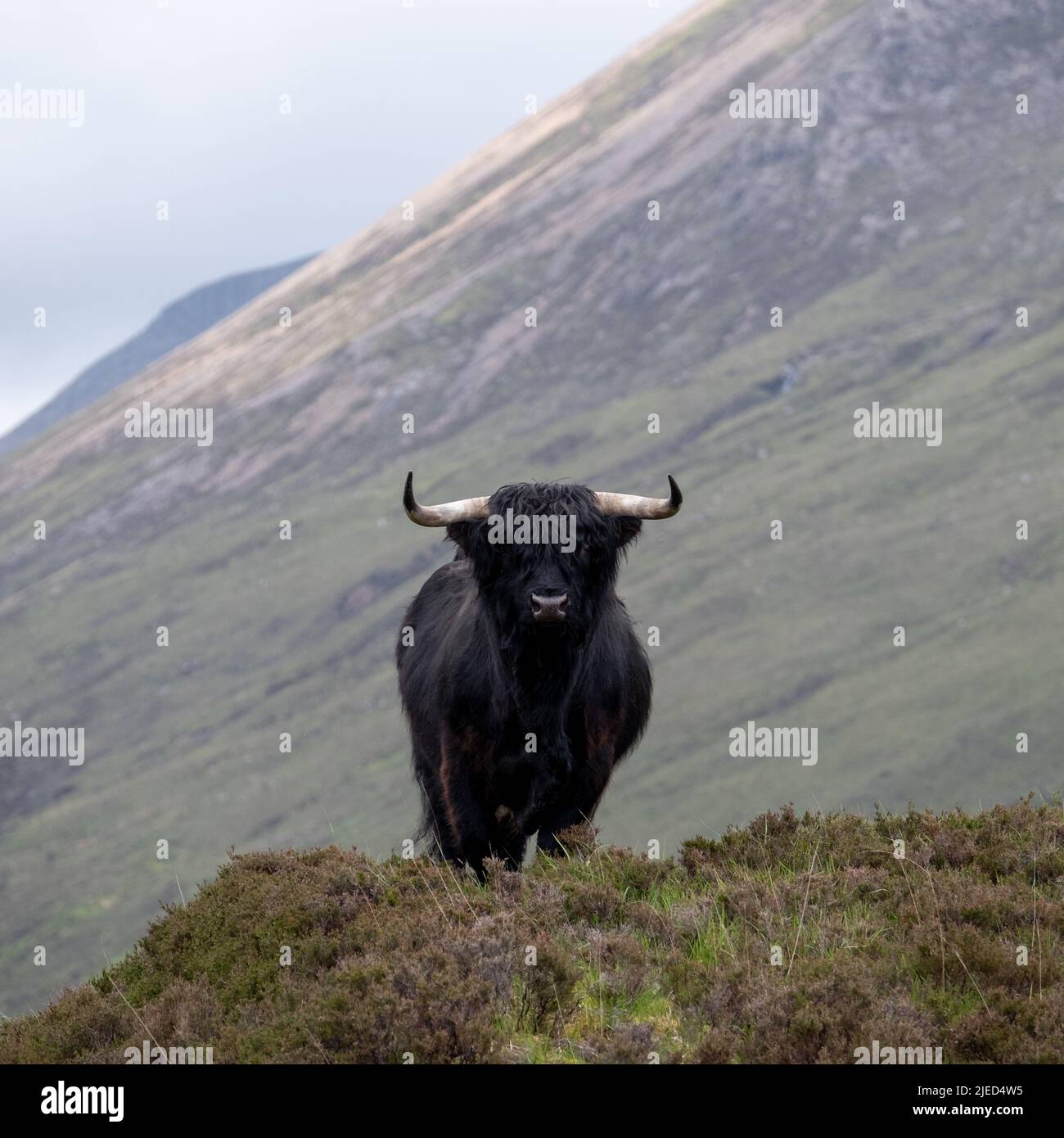 La vache longhorn Highland à poil noir, également appelée Highland coo ...