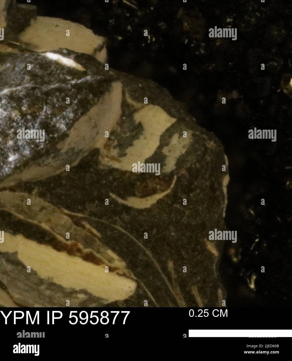 Undet bivalvia animalia Banque de photographies et d’images à haute ...