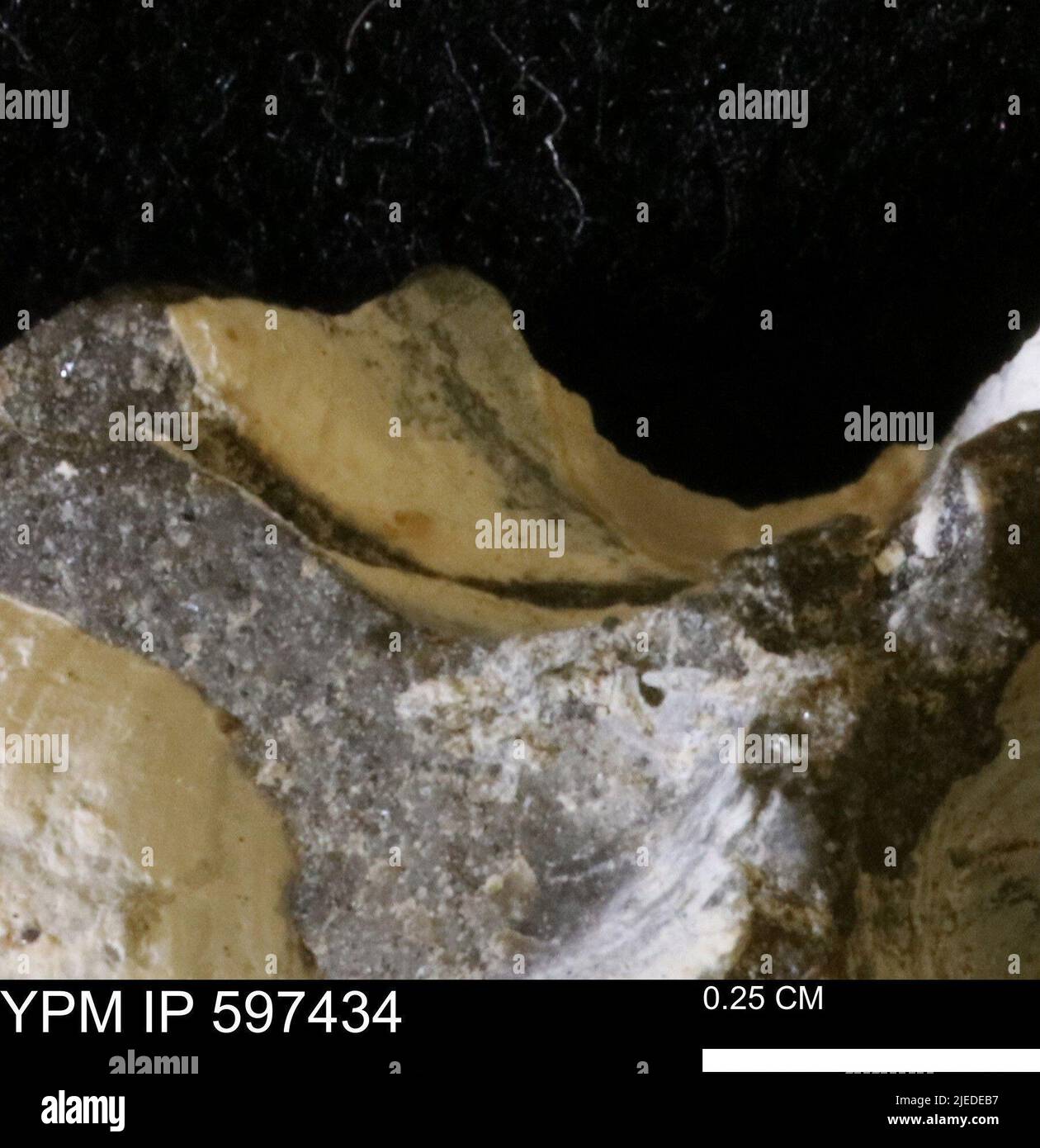 Undet bivalvia animalia Banque de photographies et d’images à haute ...