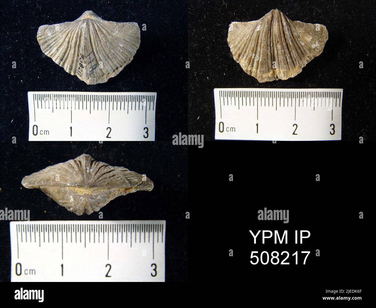 Spirifer sp Banque de photographies et d’images à haute résolution - Alamy