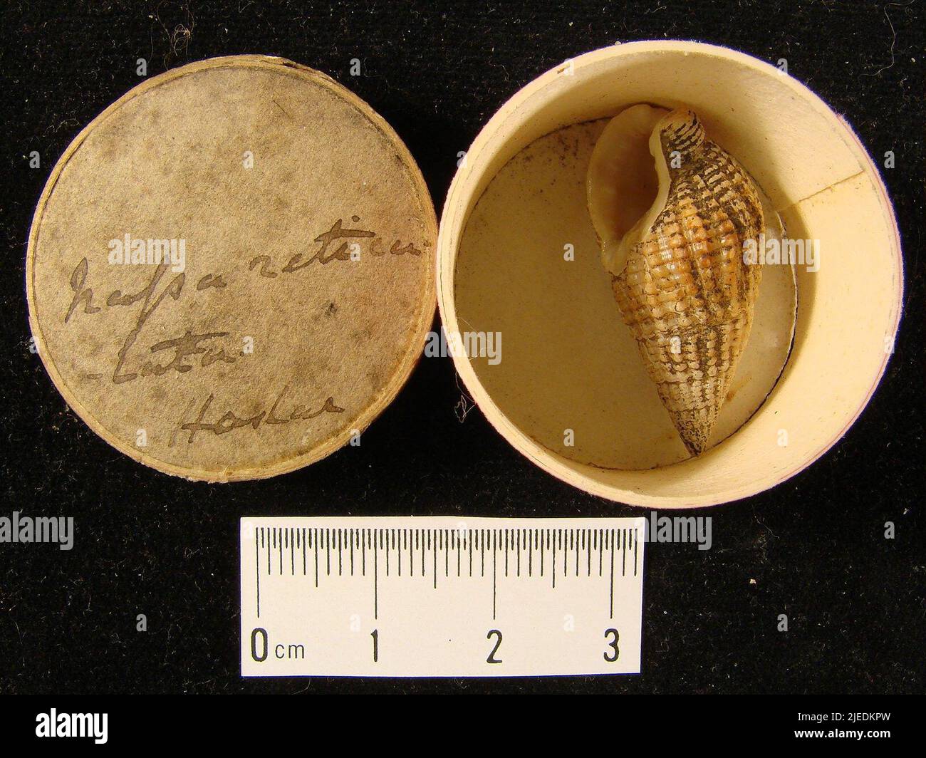 Nassarius reticulatus Banque de photographies et d’images à haute ...