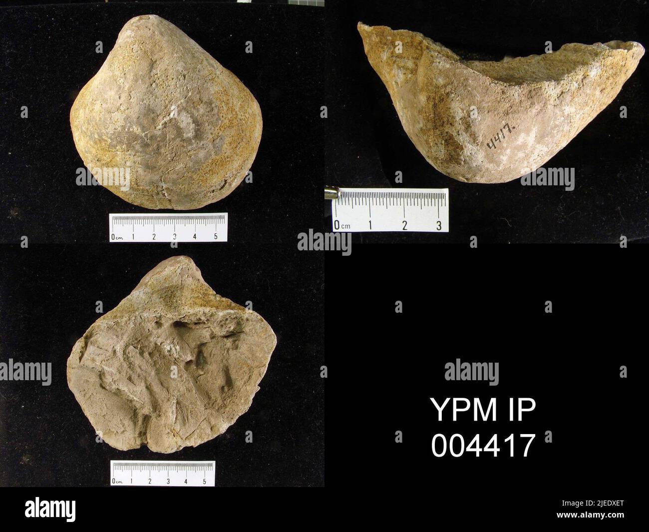 Stringocephalus burtini Banque de photographies et d’images à haute ...