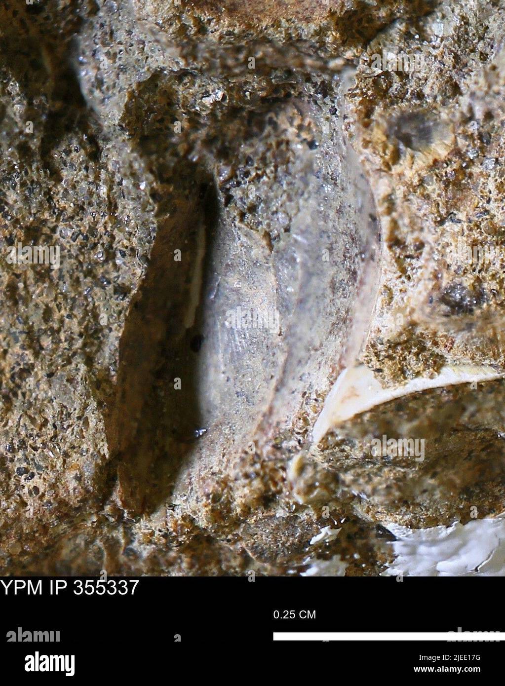 Undet bivalvia animalia Banque de photographies et d’images à haute ...