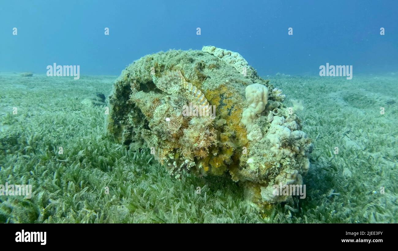 Poissons scorpions barbus Banque de photographies et d’images à haute ...