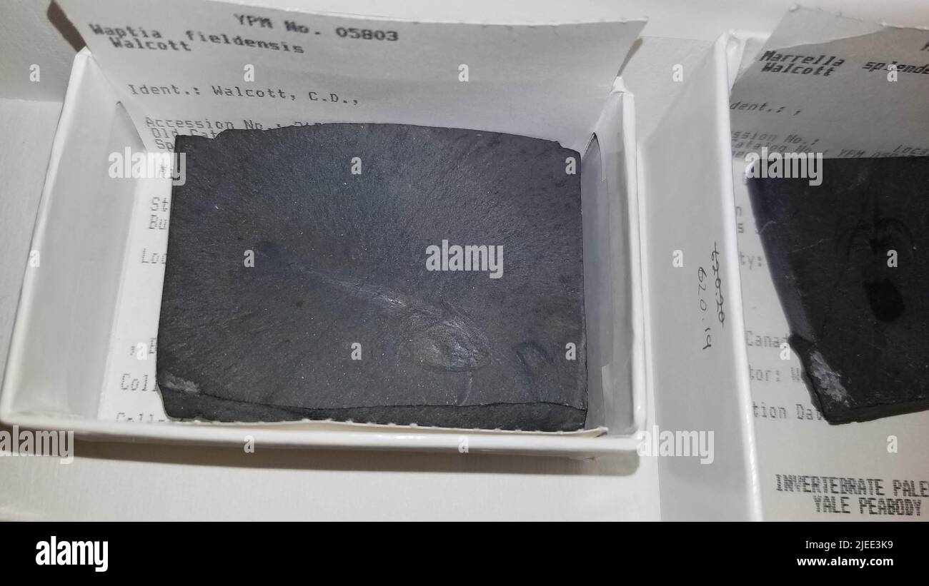 Waptia fieldensis Banque de photographies et d’images à haute ...