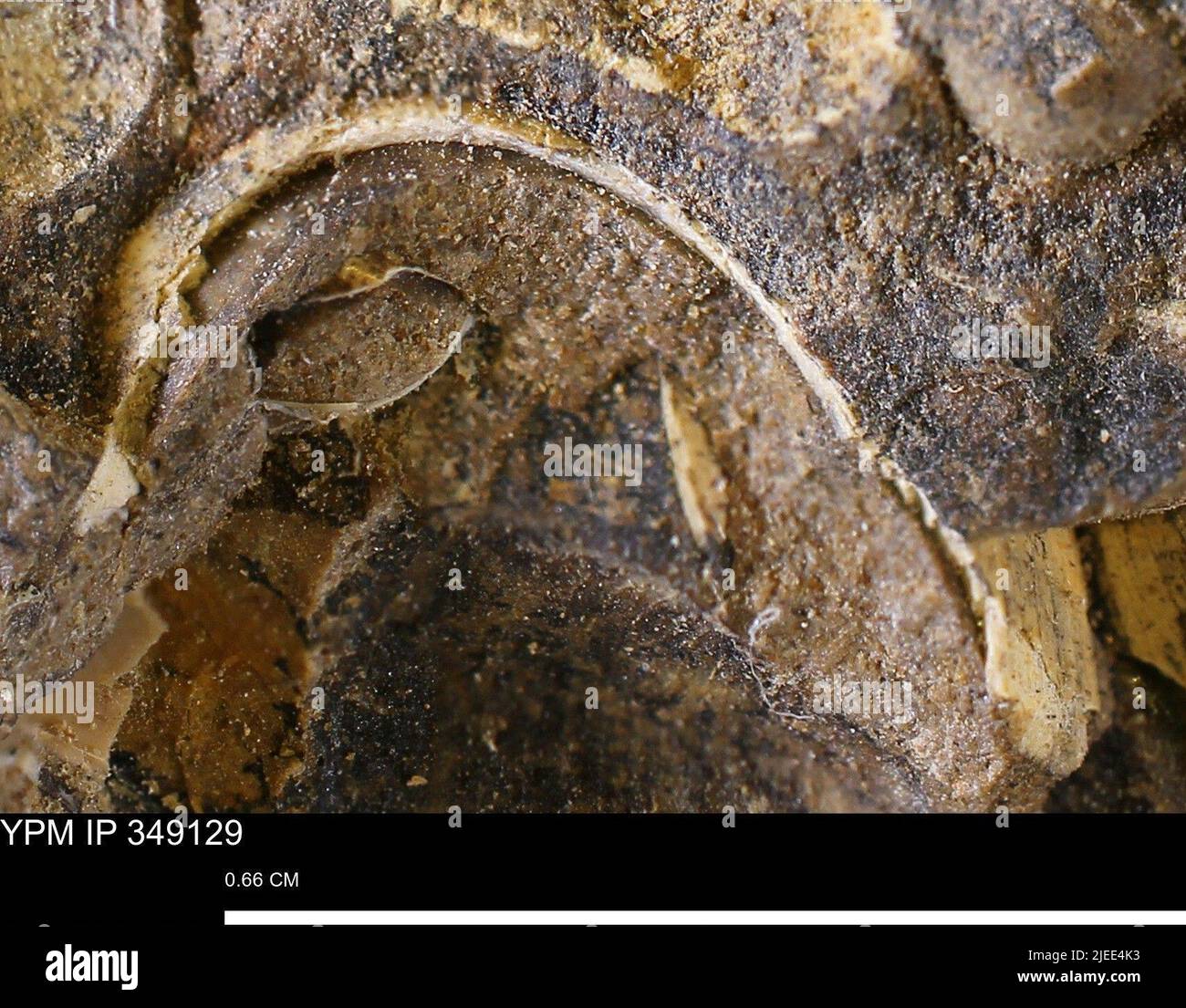 Undet bivalvia animalia Banque de photographies et d’images à haute ...