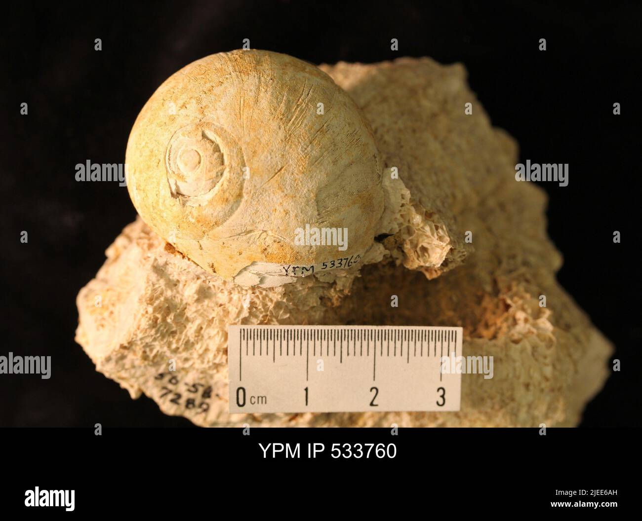 Neverita duplicata Banque de photographies et d’images à haute ...