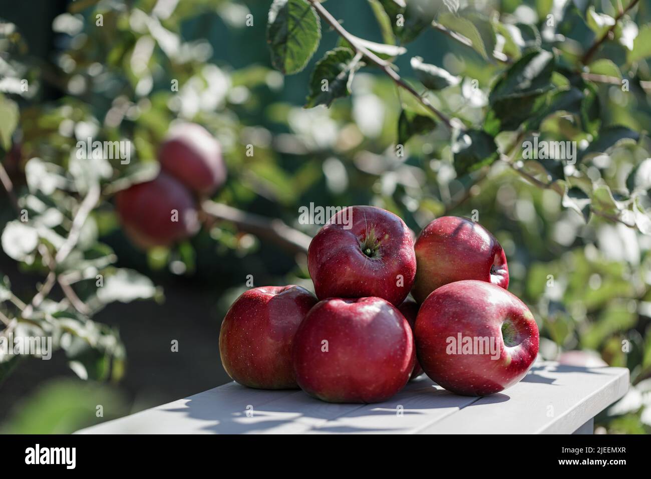 Récoltez des pommes en automne. Pommier avec pommes rouges dans un ...