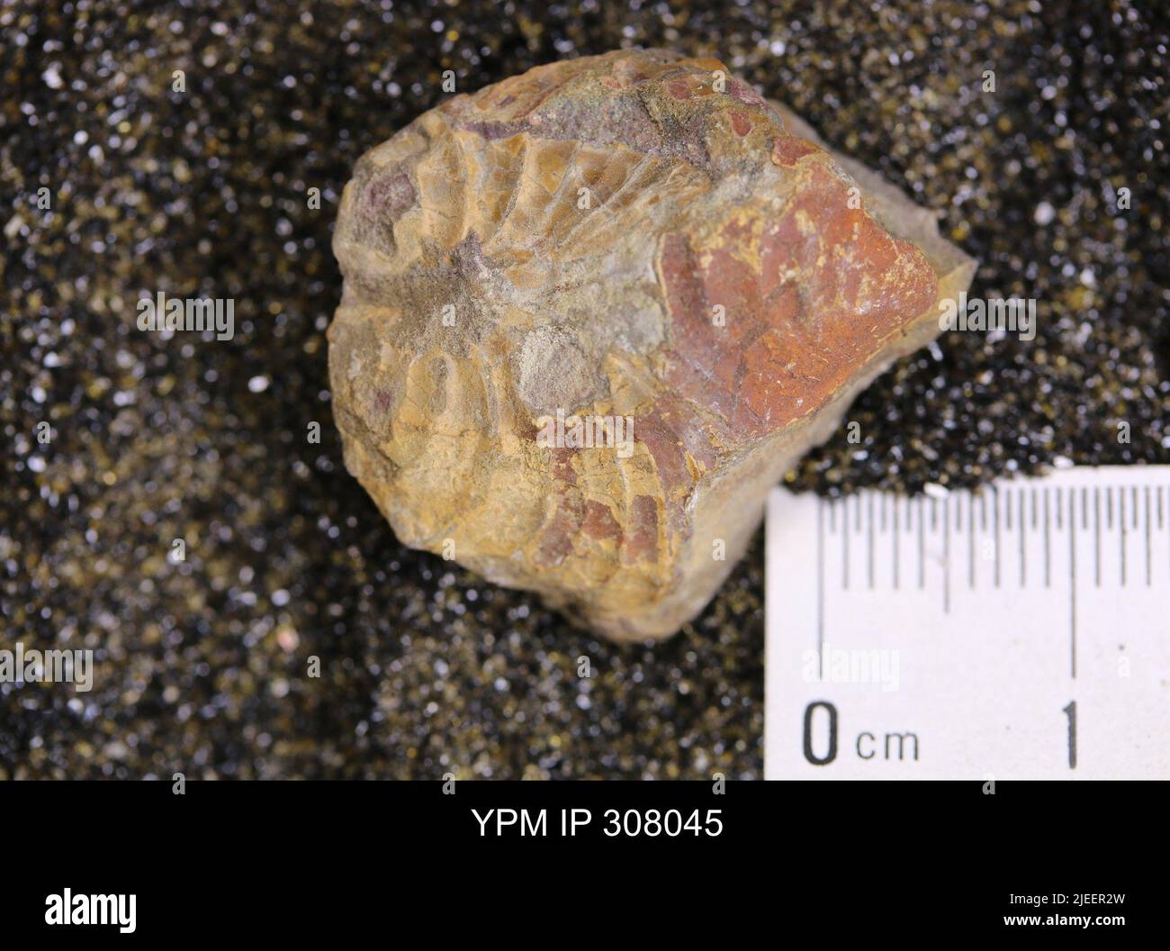 Inoceramus cf acutiplicata animalia Banque de photographies et d’images ...