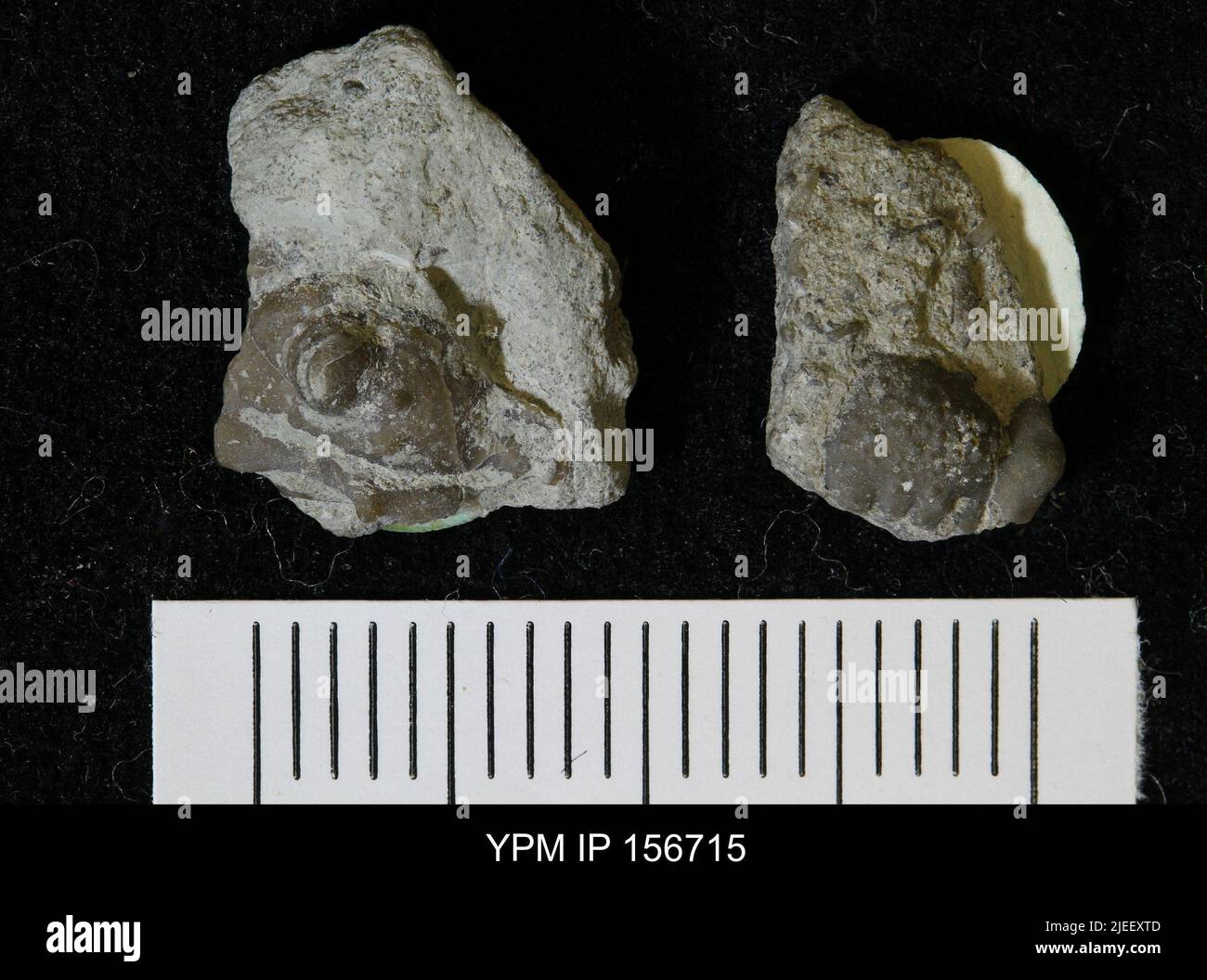 Ceraurus pleurexanthemus vert Banque de photographies et d’images à ...