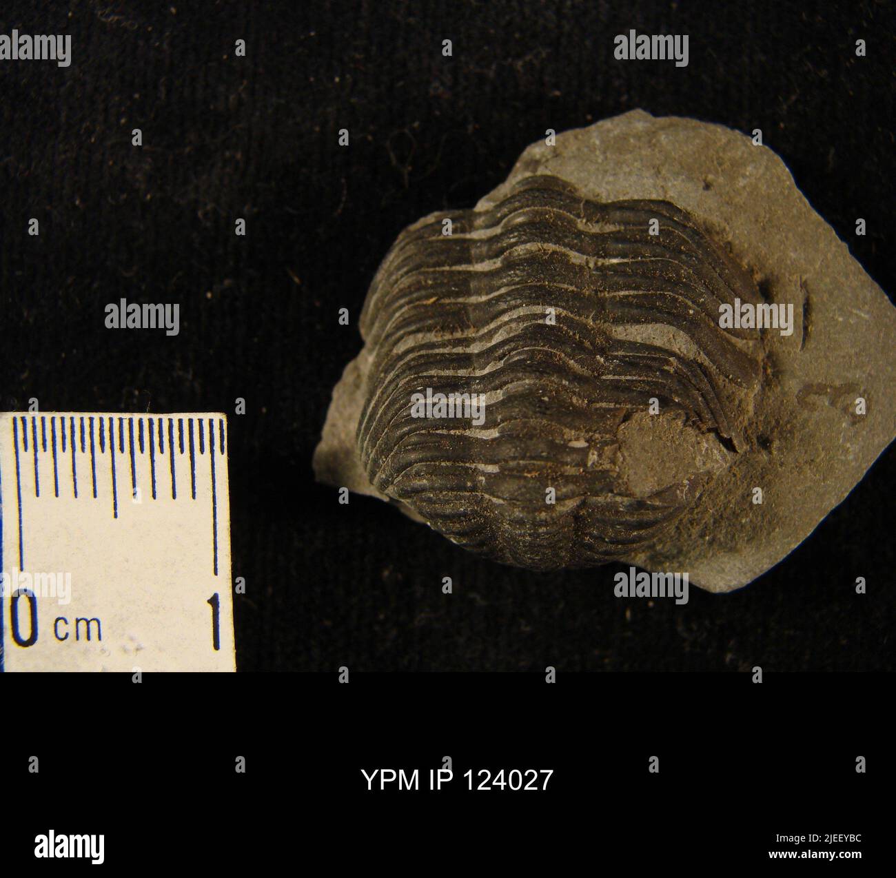 Phacops rana animalia vert Banque de photographies et d’images à haute ...