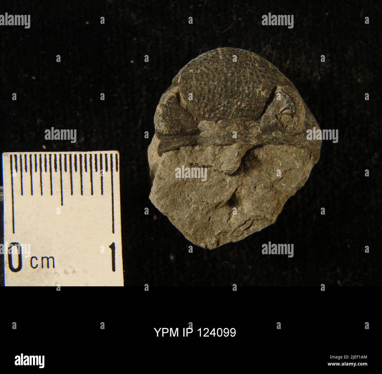 Phacops rana animalia vert Banque de photographies et d’images à haute ...