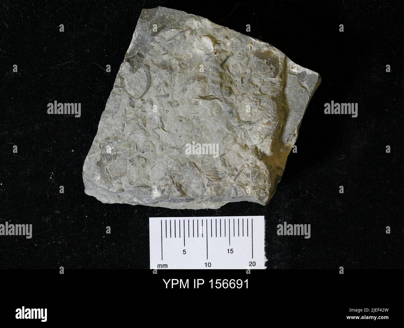 Ceraurus pleurexanthemus vert Banque de photographies et d’images à ...