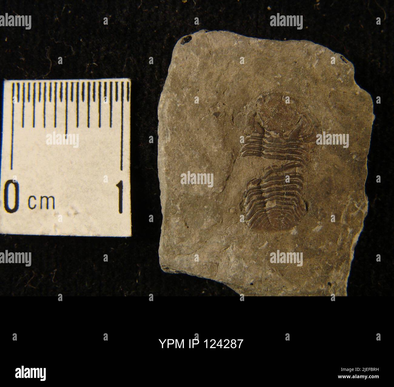 Phacops rana animalia vert Banque de photographies et d’images à haute ...