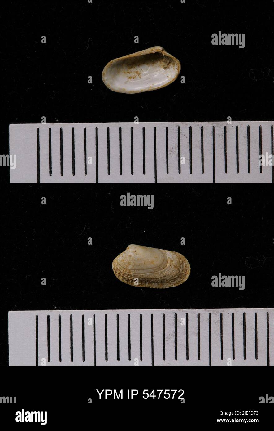 Petricola pholadiformis Banque de photographies et d’images à haute ...