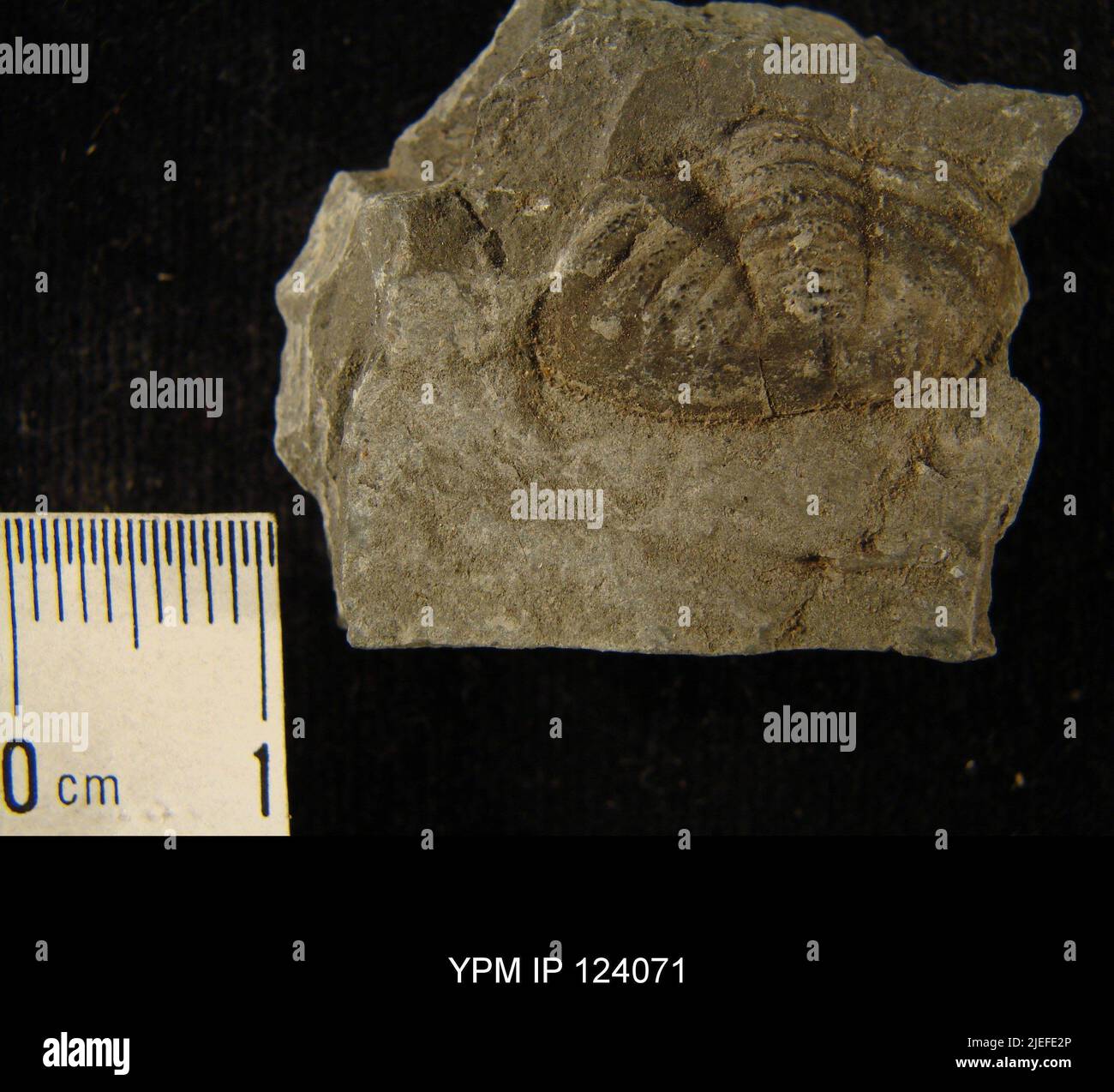 Phacops rana animalia vert Banque de photographies et d’images à haute ...