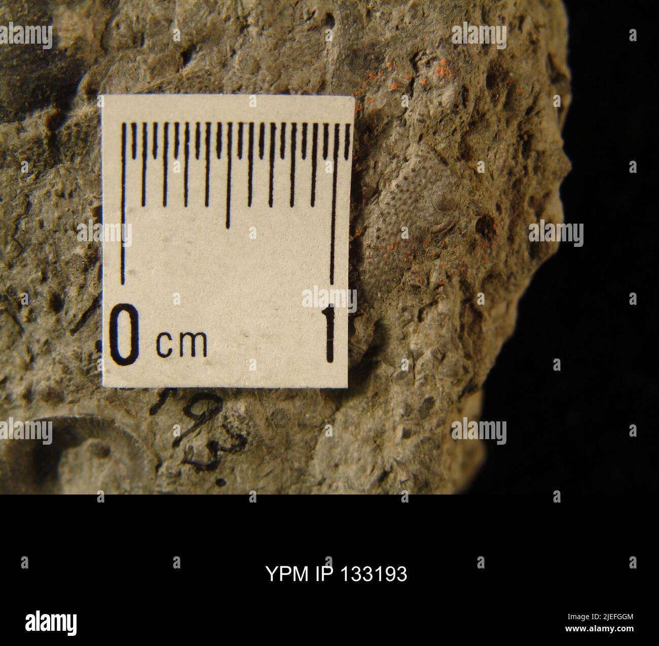 1890 animalia Banque de photographies et d’images à haute résolution ...